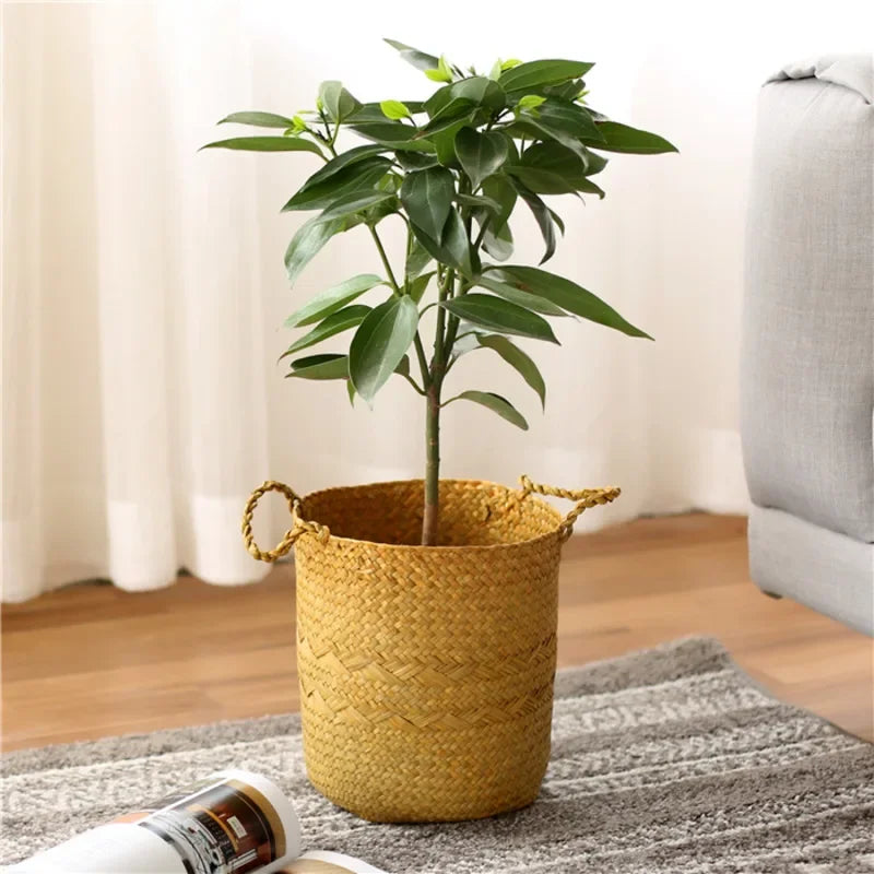 Indoor Potted Plant With Woven Seagrass Basket on Luulla
